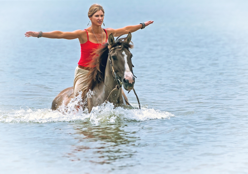 Marsh Tacky (Equus ferus caballus) | Myrtle Beach, SC | Grand Strand Magazine